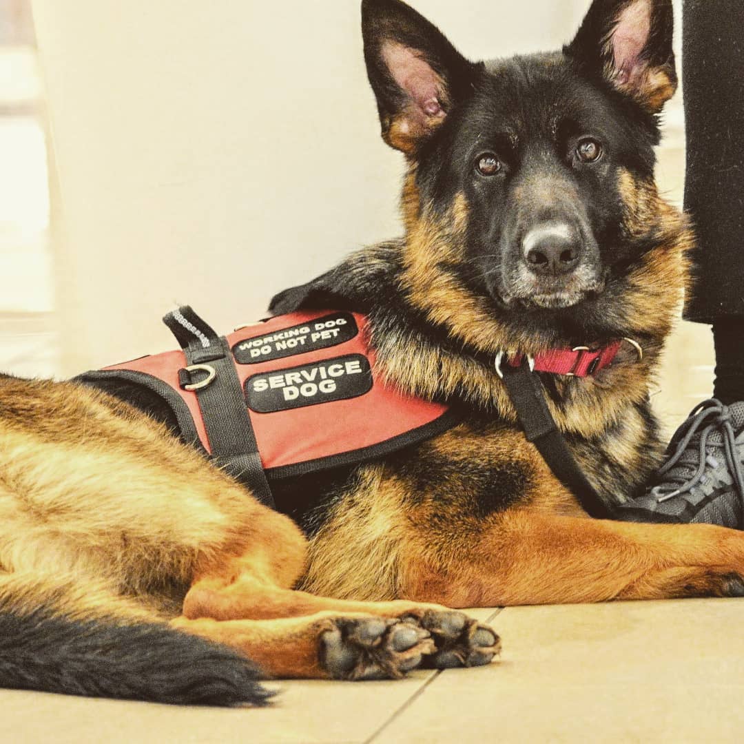 Operational Partner Spotlight: Semper Fido - K9 Basics - Patriot Fund