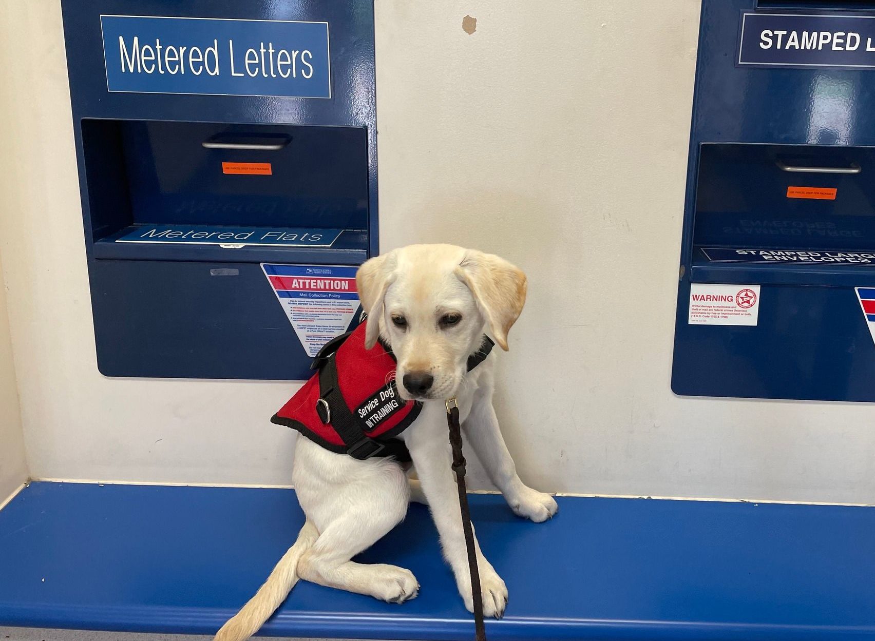 Leashes of Valor - Service Dog Lavsky - Patriot Fund