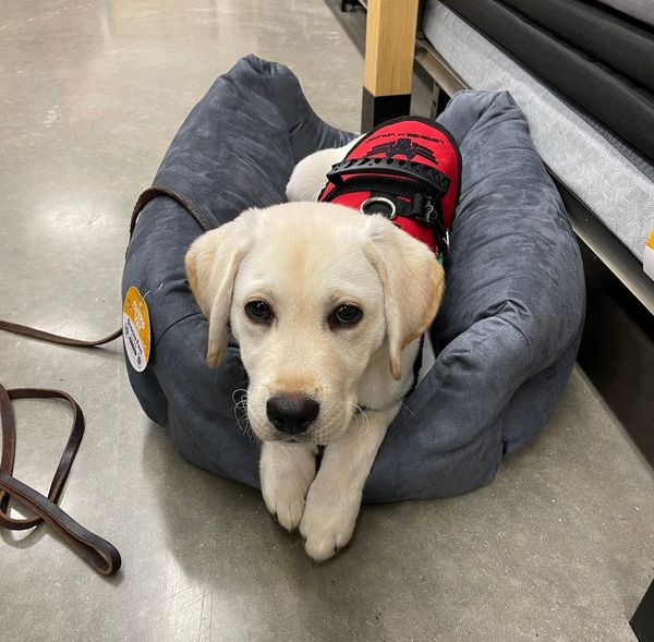 Leashes of Valor - Service Dog Lavsky - Patriot Fund